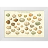 Wild Apple Portfolio 18x13 White Modern Wood Framed Museum Art Print ...