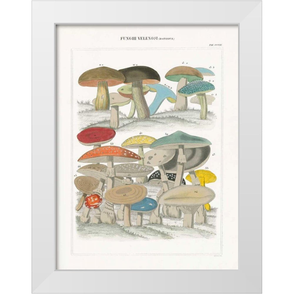 Wild Apple Portfolio 19x24 White Modern Wood Framed Museum Art Print ...