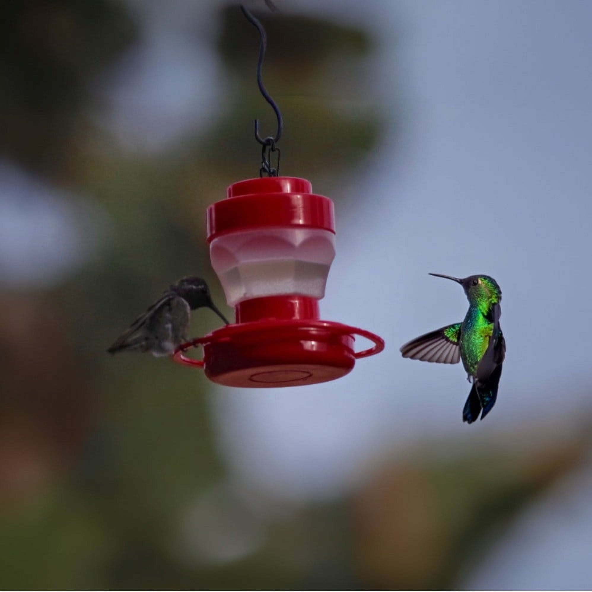 Wild Bird Feeders for Outdoors Hanging, Outside Decoration Hummingbird ...