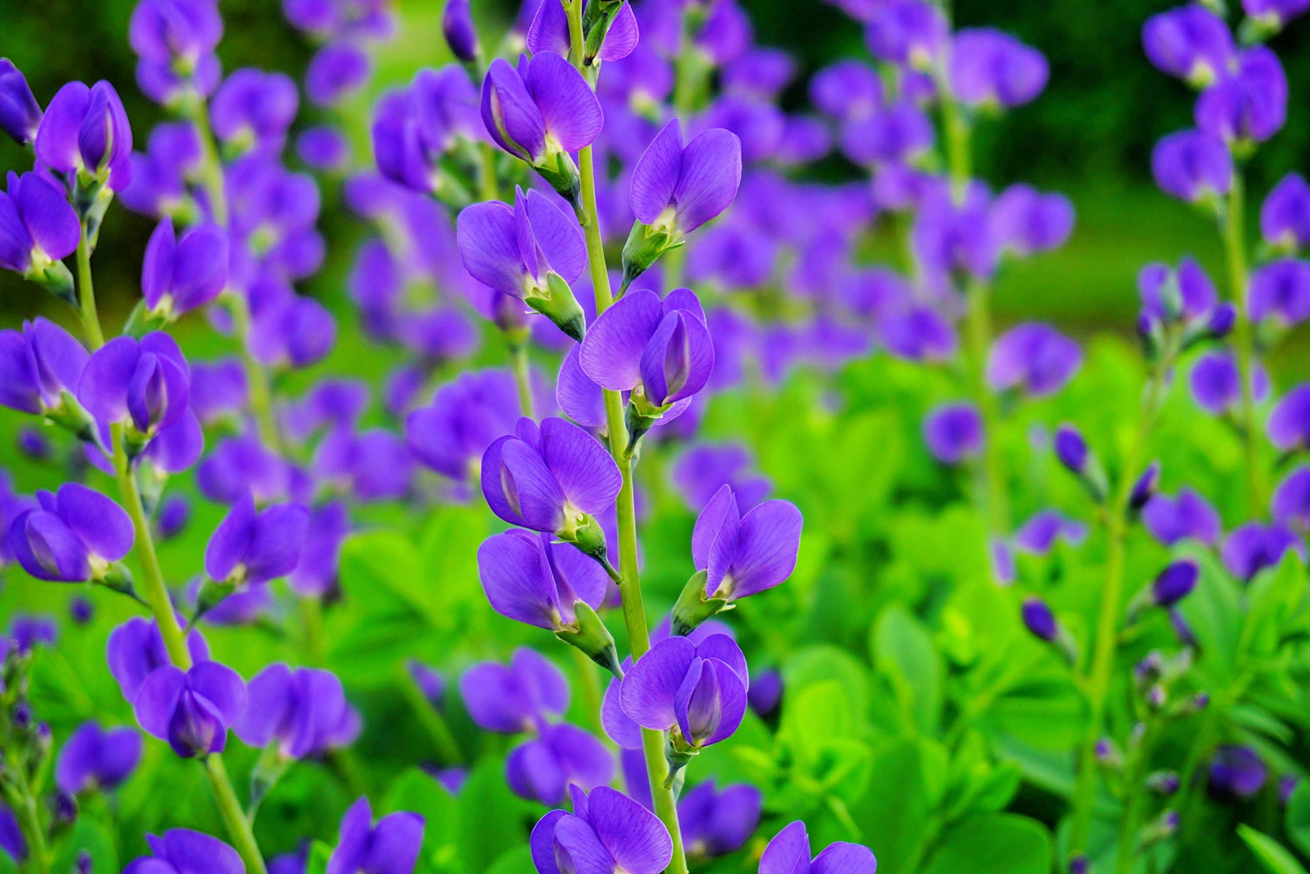 Wild Blue Indigo Bush Seeds for Planting (100 Seeds) - Baptisia ...