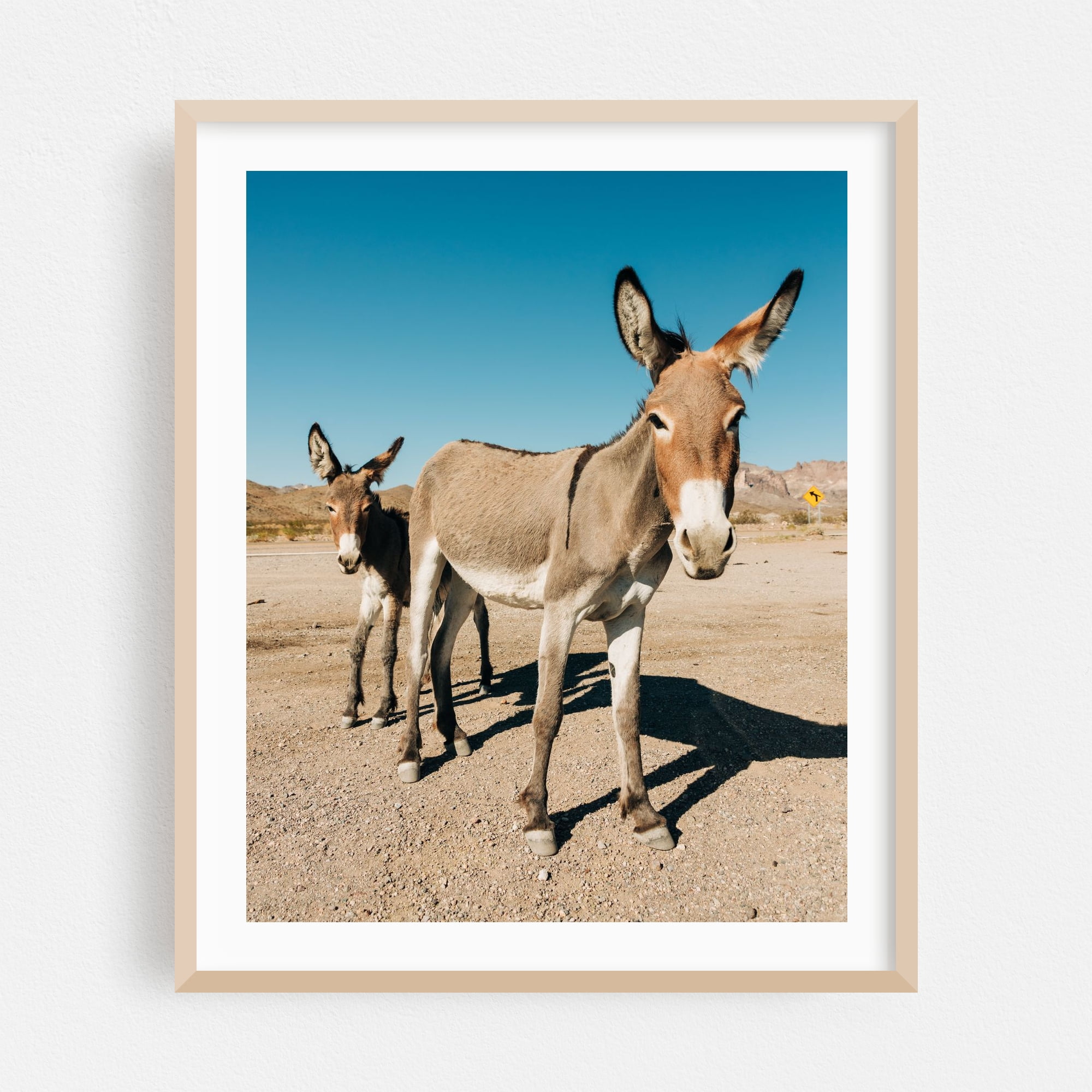 Wild Burros, Oatman 01 - Oatman Arizona Photography Desert Nature ...