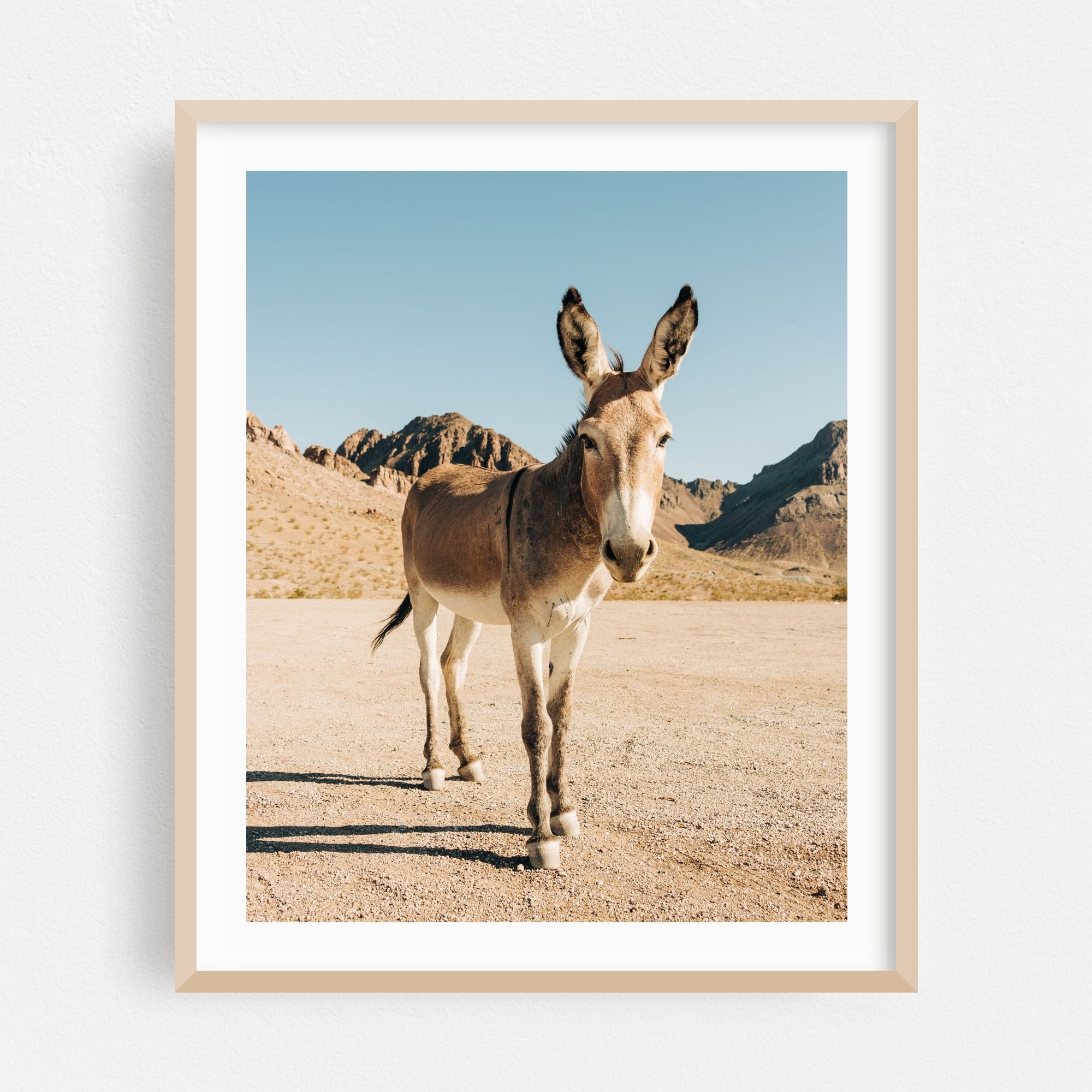 Wild Burros, Oatman 02 - Oatman Arizona Photography Desert Nature ...