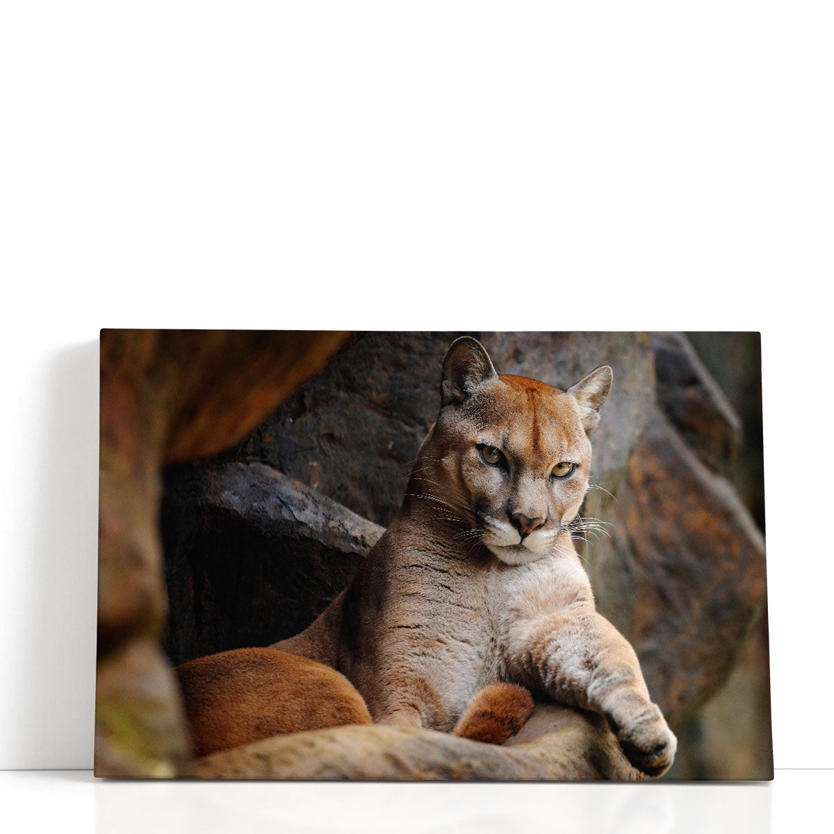 Wild Cat Cougar, Puma in the Forest - Wrapped Canvas Print Wall Art ...