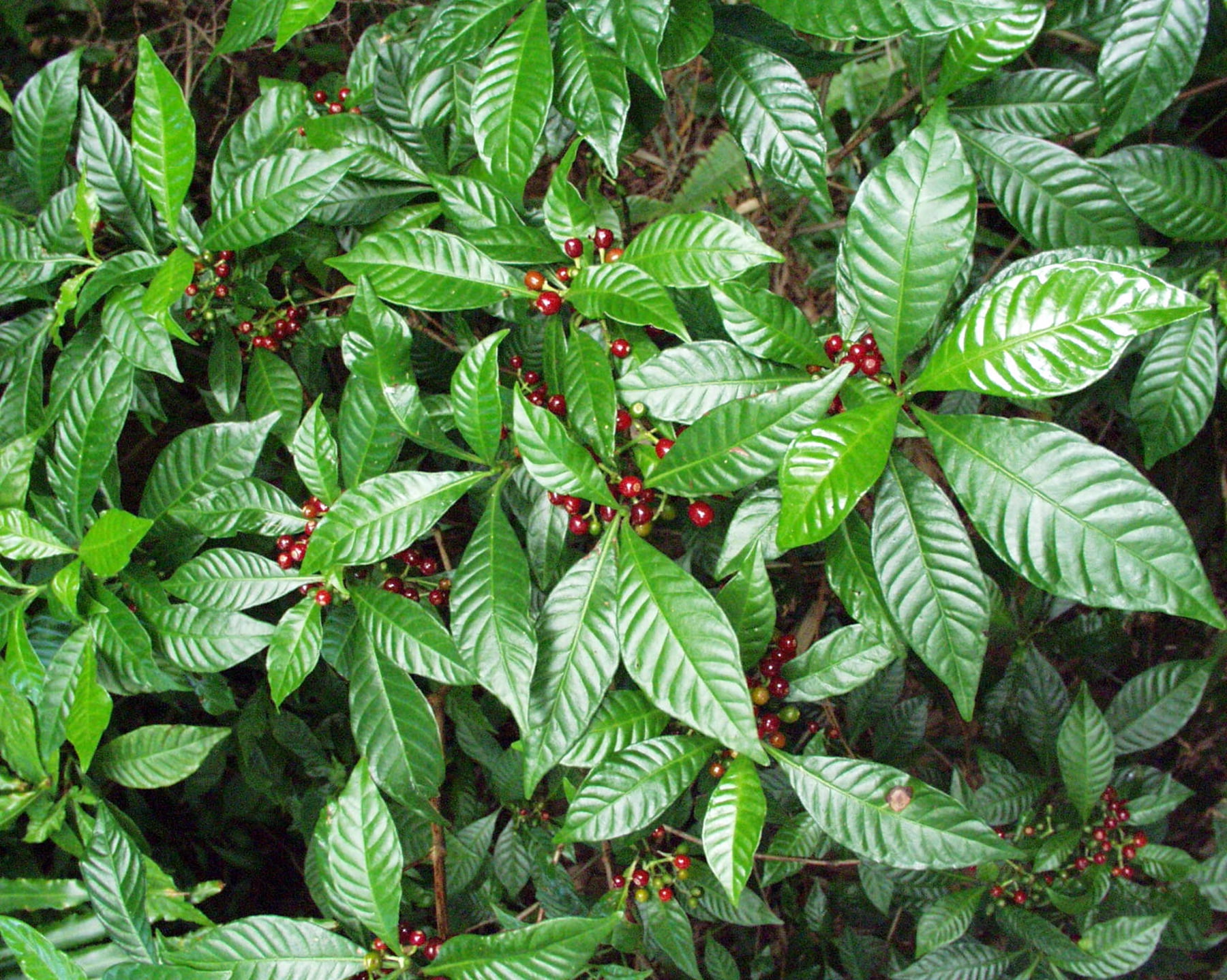 Wild Coffee Plant - Psychotria nervosa - 4" Pot - Indoors or Out ...