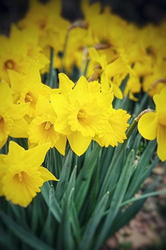 yunakesa Wild Daffodil Bulbs, Buttercup Lent Lily, Narcissus ...