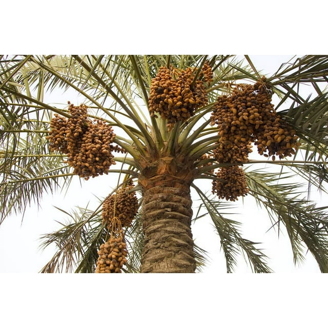 Wild Date Palm Seeds for Planting (5 Seeds) - Walmart.com