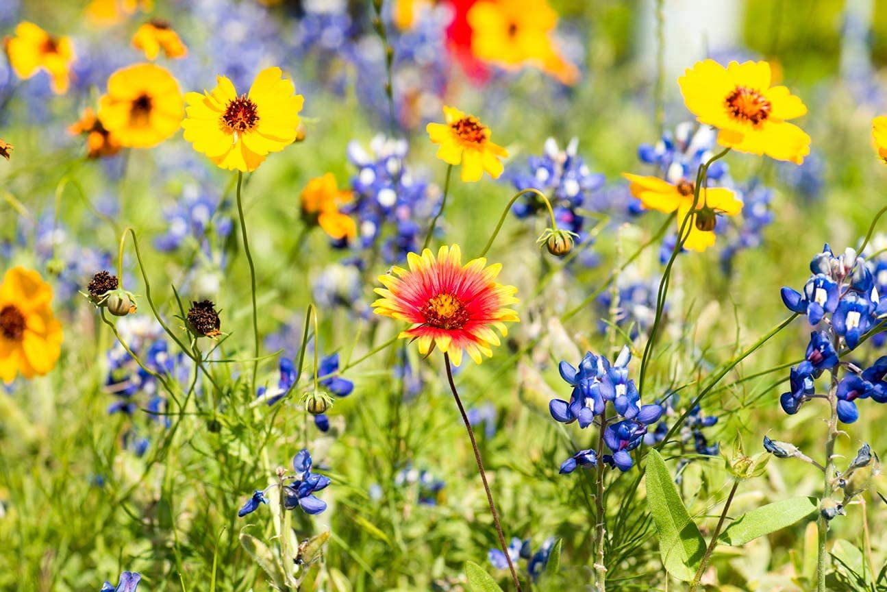 Wild Flower Seeds Packet Kit | Open-Pollinated Bulk Flower Seed Mix ...