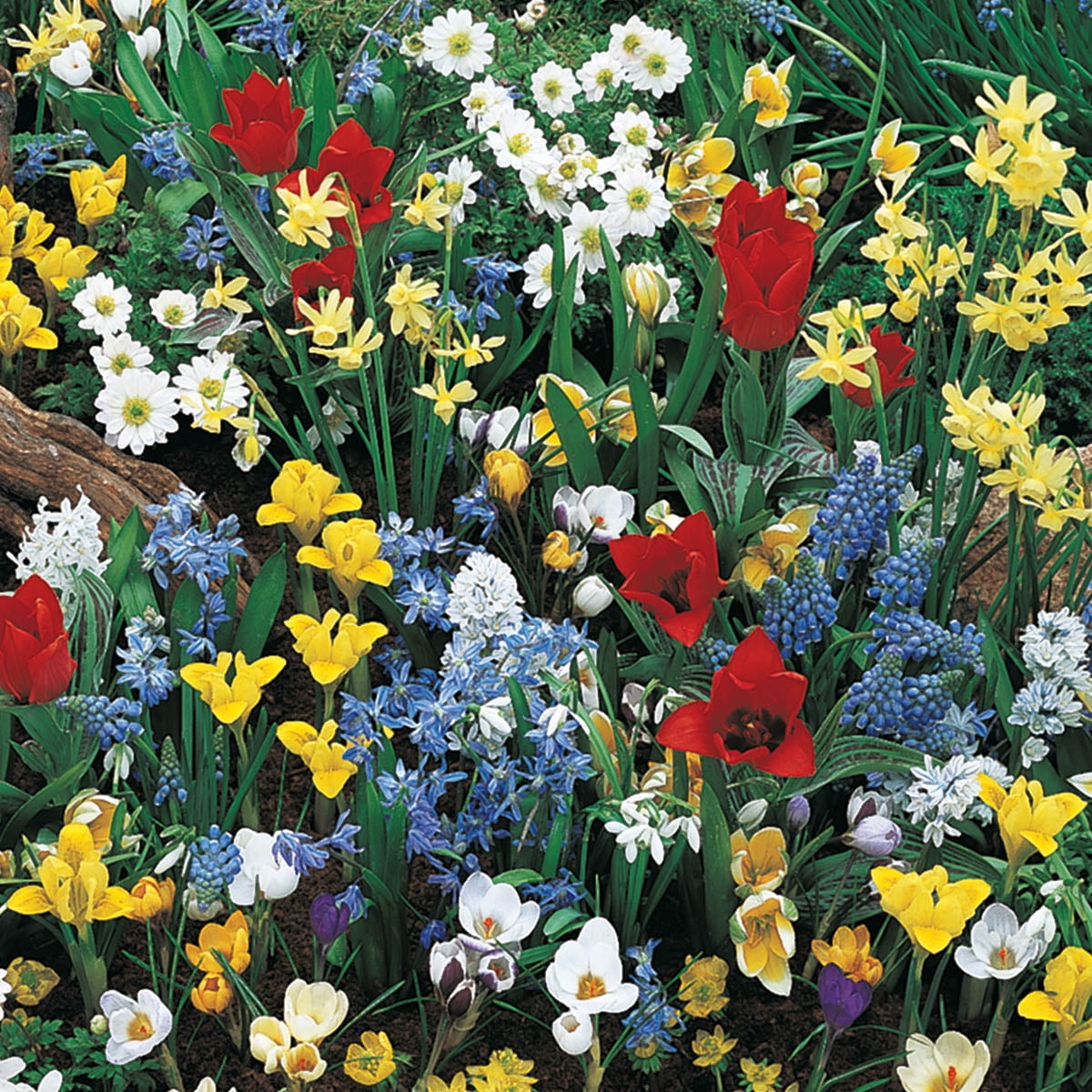 Wild Flower Spring Flowering Dormant Bulb Mixture 100 Pack - Walmart.com