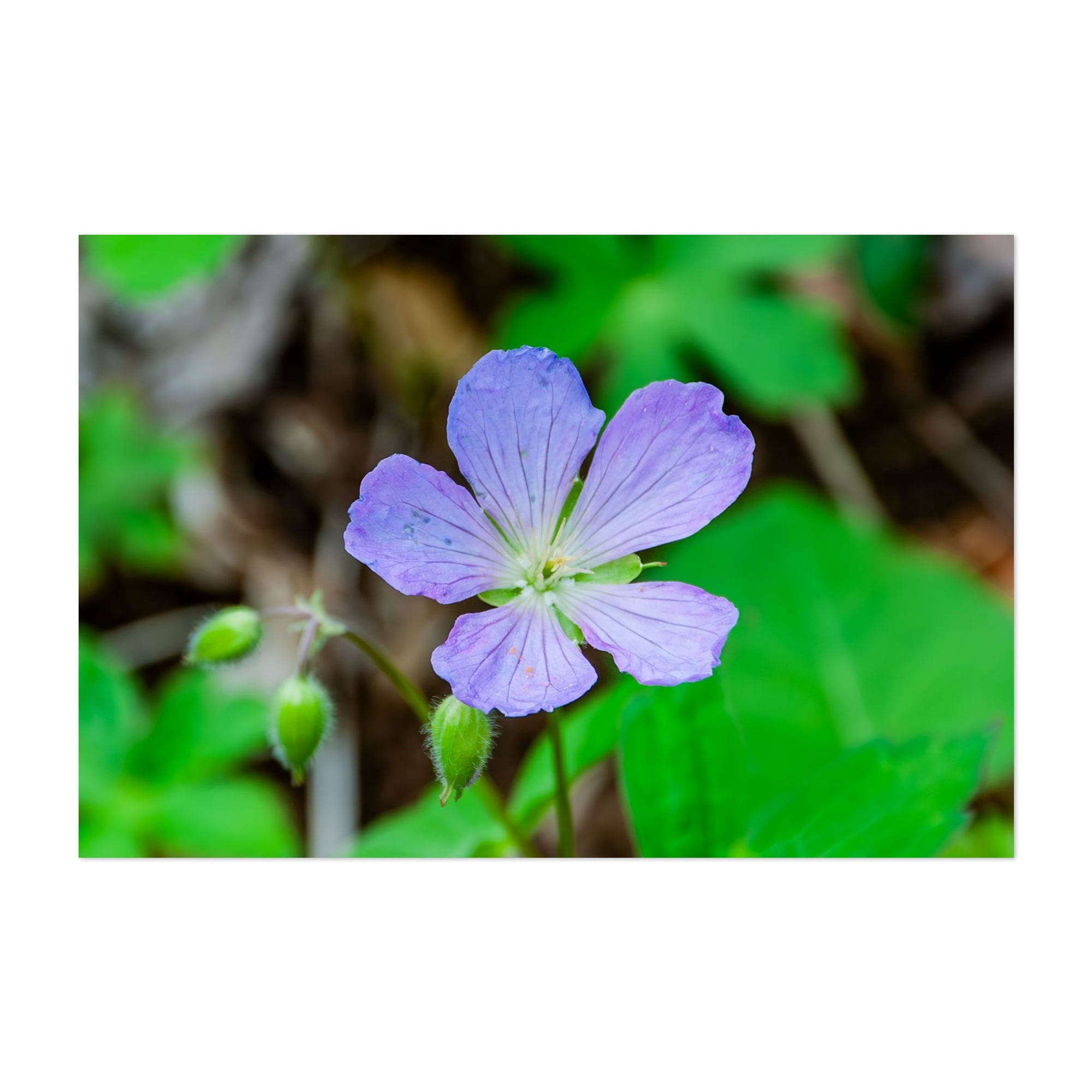 Wild Geranium Bloom in Shenandoah National Park, Virginia - Virginia ...