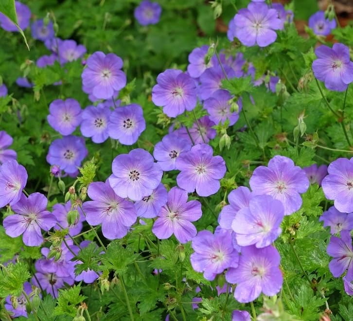 Wild Geranium Plant, Purple Blooms, Easy to Grow (1 Plant) - Walmart.com