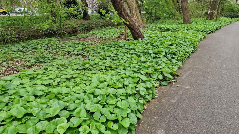 Wild Ginger Plants for Growing, Shade Loving Perennial, Great for ...