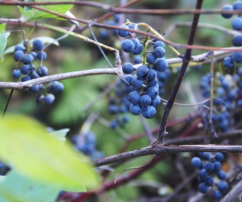 Wild Grape Vine Seedlings for Planting - Vitis riparia (2 Seedlings ...