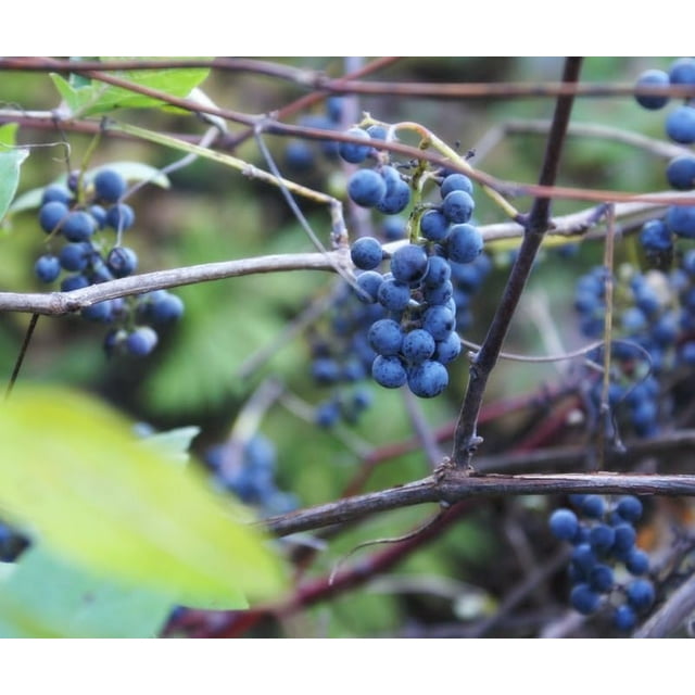 Wild Grape Vine Seedlings for Planting - Vitis riparia (2 Seedlings ...