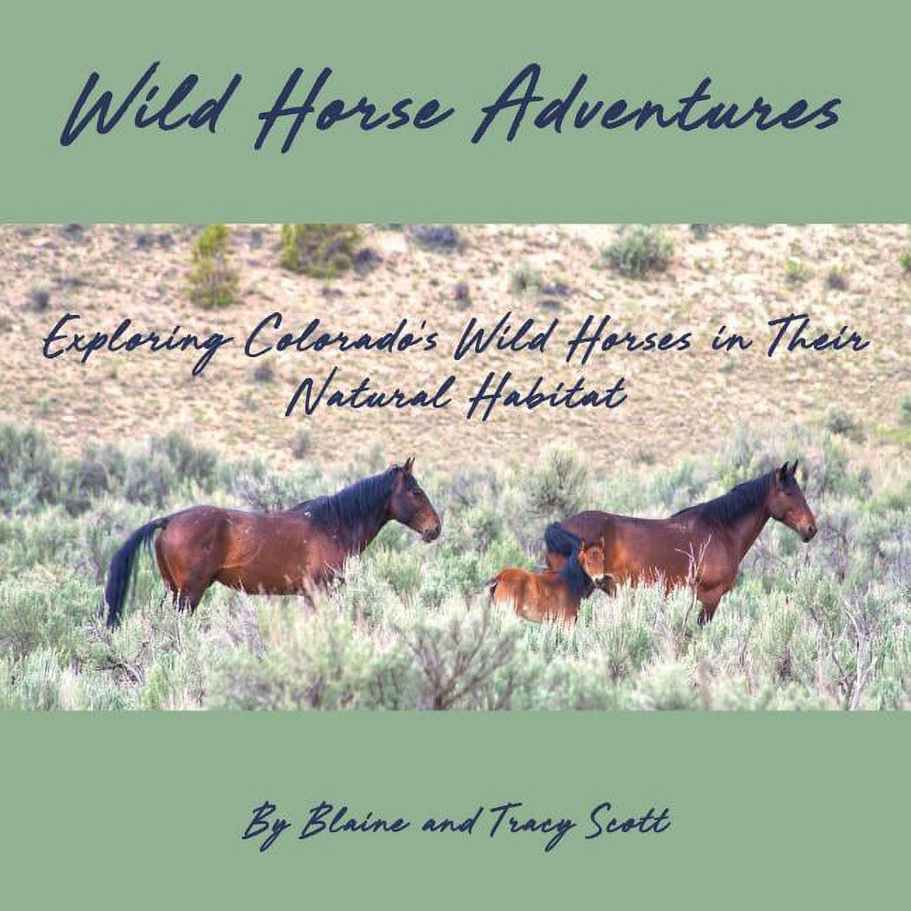 Wild Horse Adventures: Exploring Colorado's wild horses in their ...