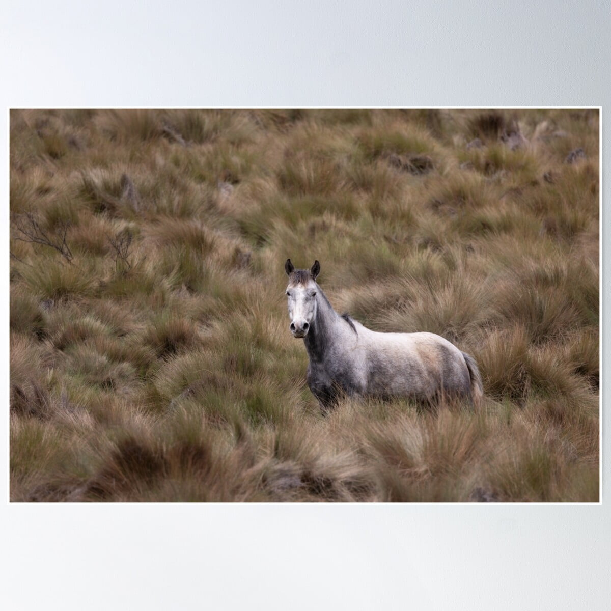 Wild Horse In The Andes Poster Wall Art, Modern Wall Decor For Living ...