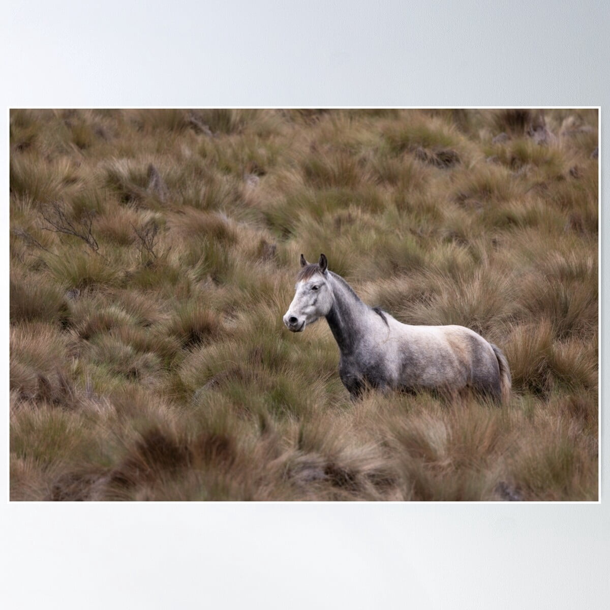 Wild Horse In The Andes Poster Wall Art, Modern Wall Decor For Living ...
