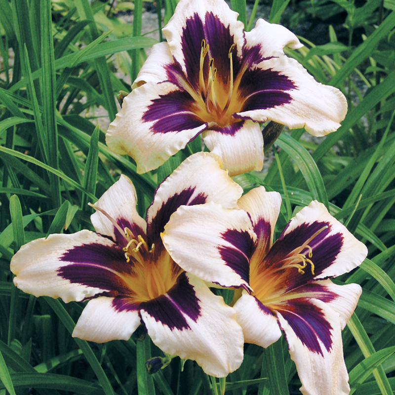 Wild Horses Daylily Flower Root - Naturalizing - Perennializing ...