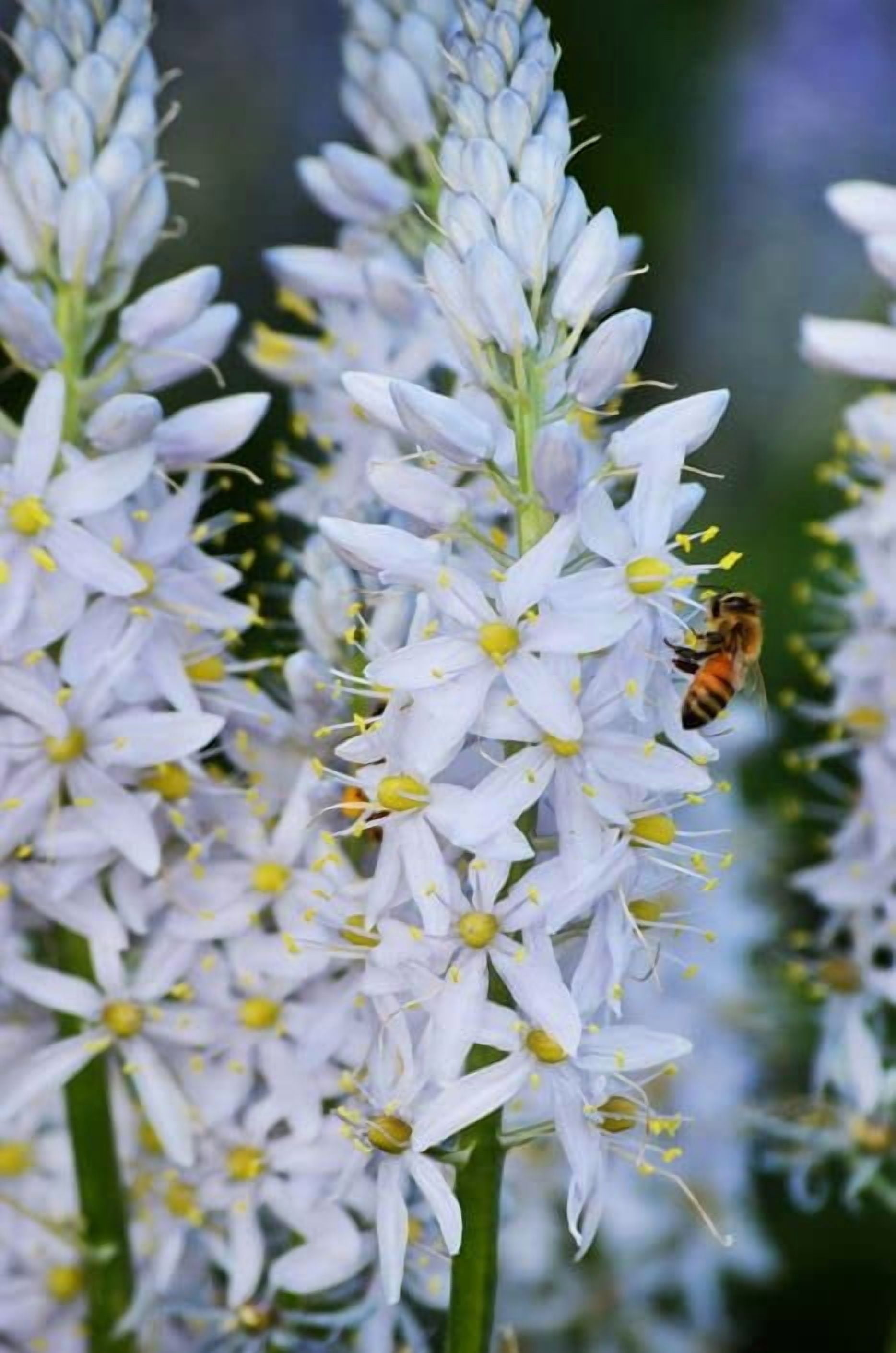 Wild Hyacinth Seeds for Planting (50 Seeds) - Camassia scilloides ...