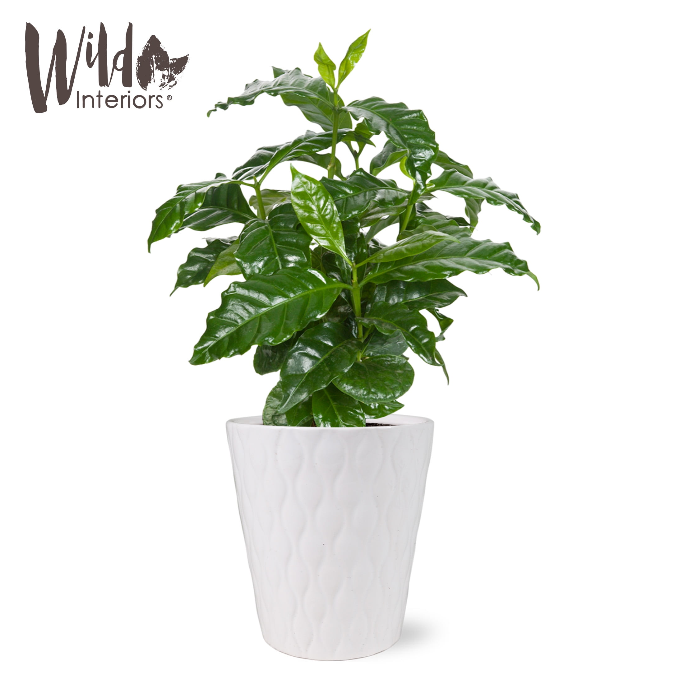 Wild Interiors 12-15" Coffee Live Plant in 5" White Ceramic Pot, House ...