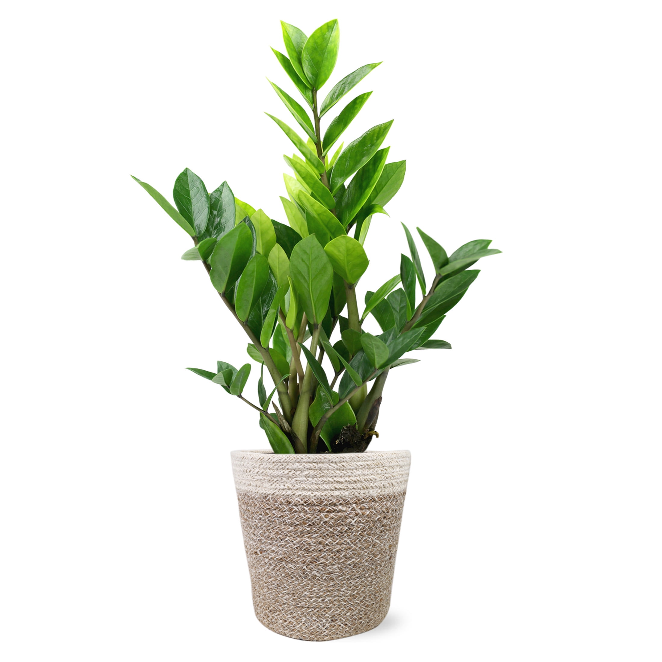 Wild Interiors 13-16" Zamioculcas ZZ Live Plant in 5" Cream Jute Pot ...