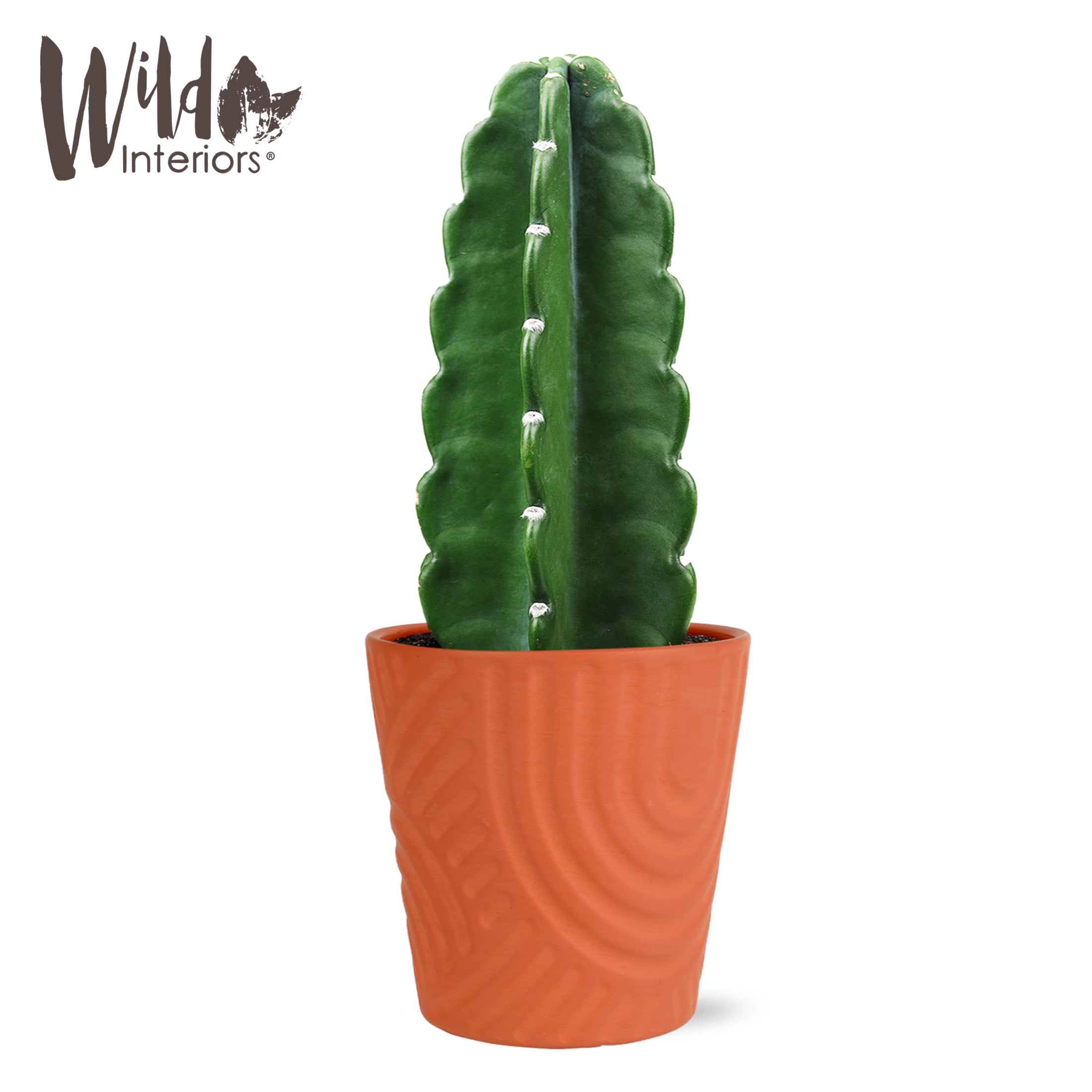 Wild Interiors 13" Tall Cuddly Cactus Live Plant in 5" Decorative Terra ...
