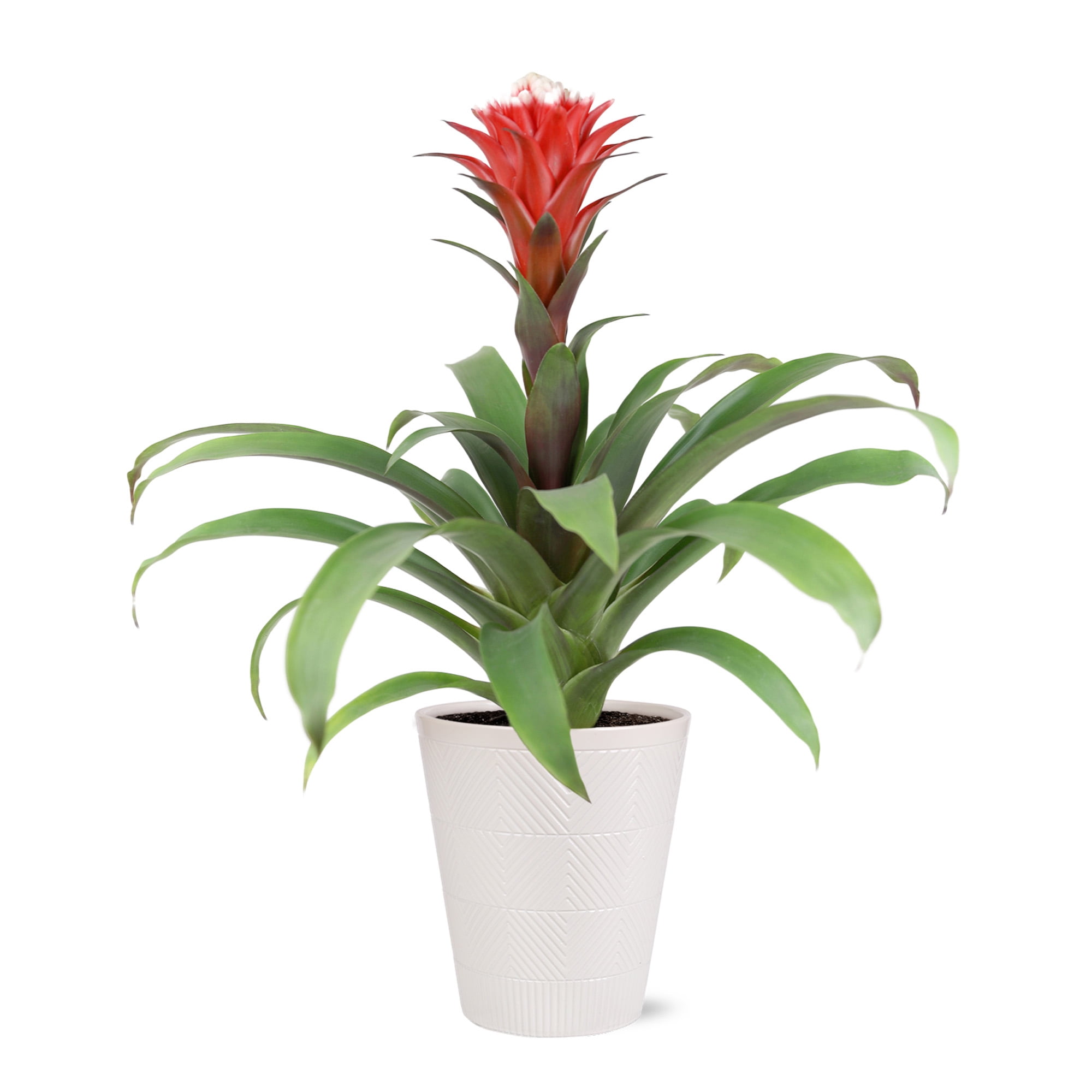 Wild Interiors 14" Tall Bromeliad Live Plant in 5" Decorative Fiber ...