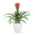 Wild Interiors 14" Tall Bromeliad Live Plant in 5" Decorative Fiber ...