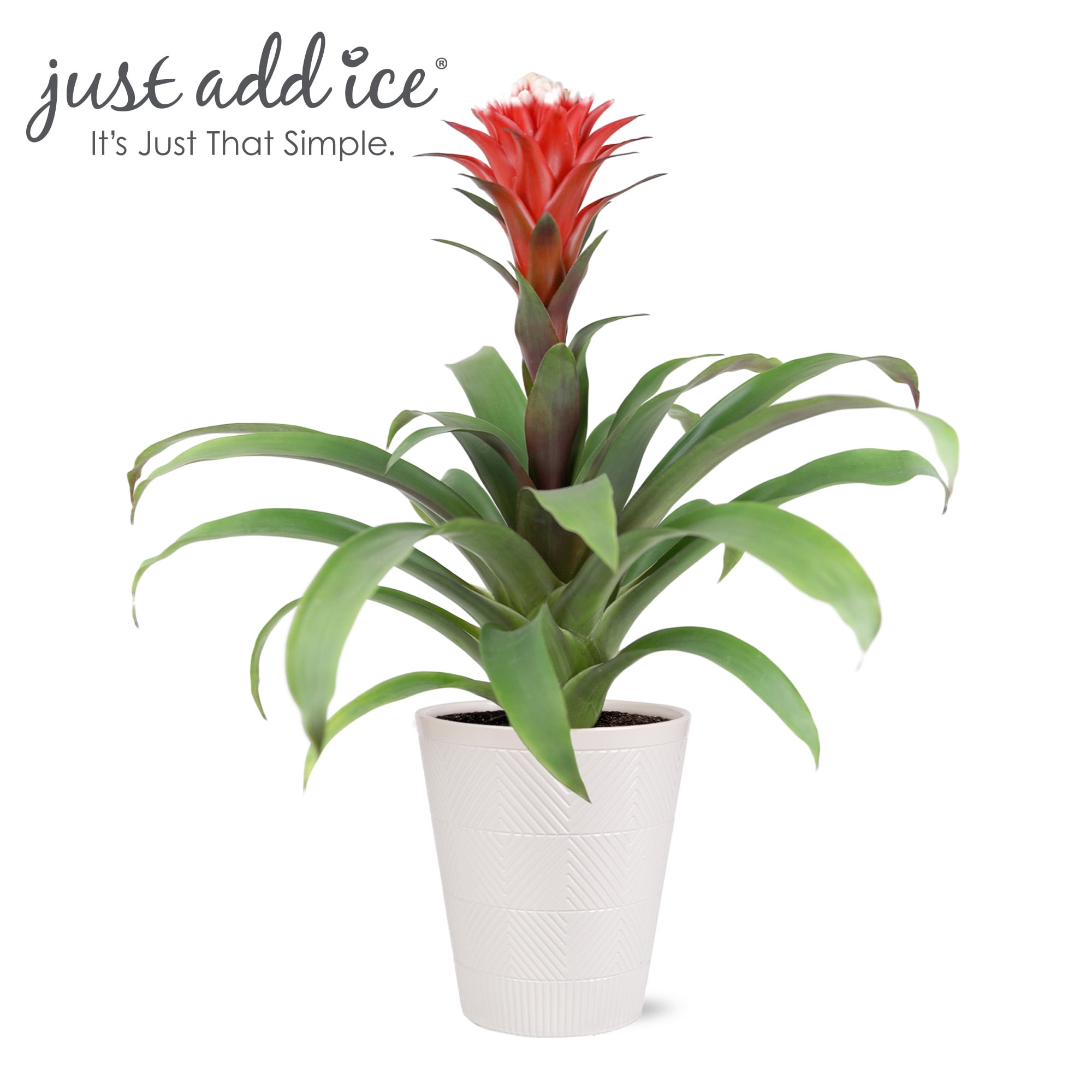 Wild Interiors 14" Tall Bromeliad Live Plant in 5" Decorative Fiber ...
