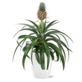 Wild Interiors 14" Tall Pineapple Bromeliad Live Plant in 5" Decorative Fiber Clay Pot - Walmart.com