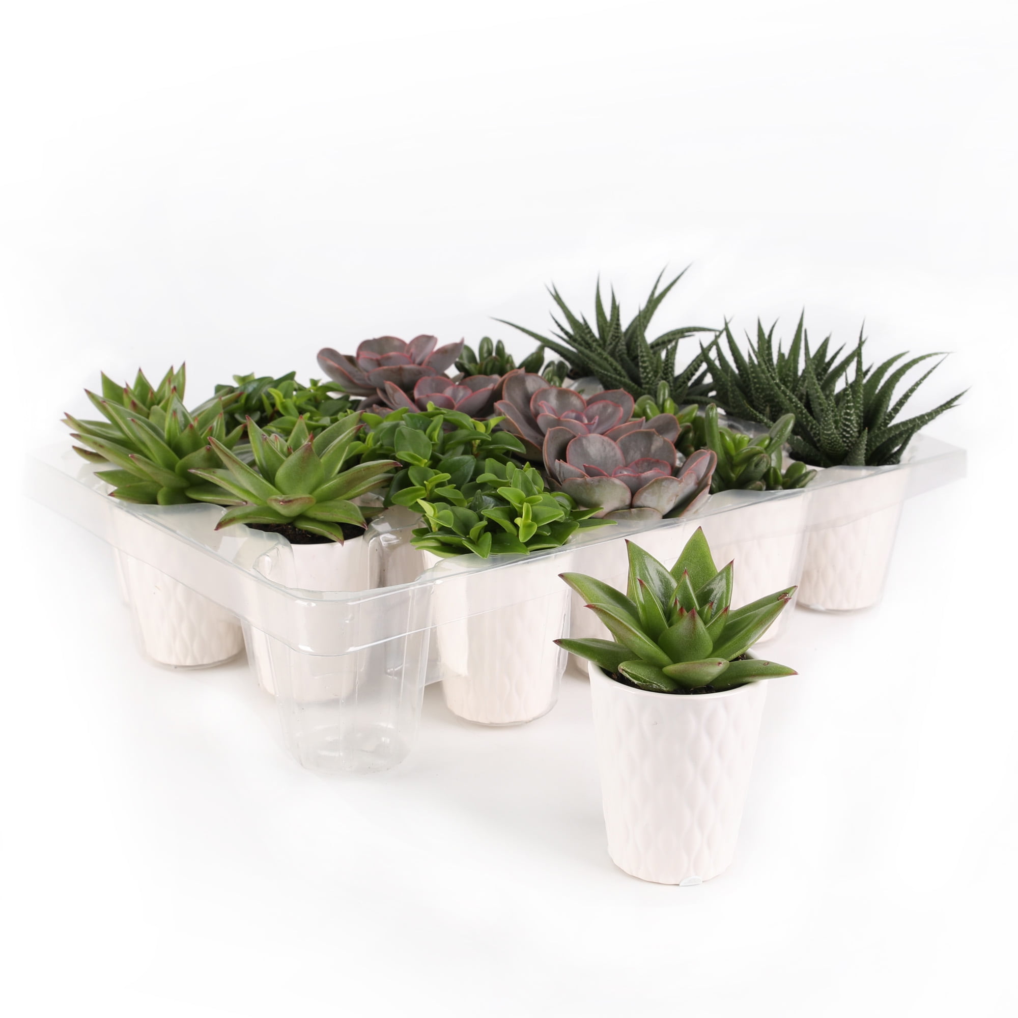 Wild Interiors 20-Pack Mini Succulents Live Plant Party Favors, 4-5 ...