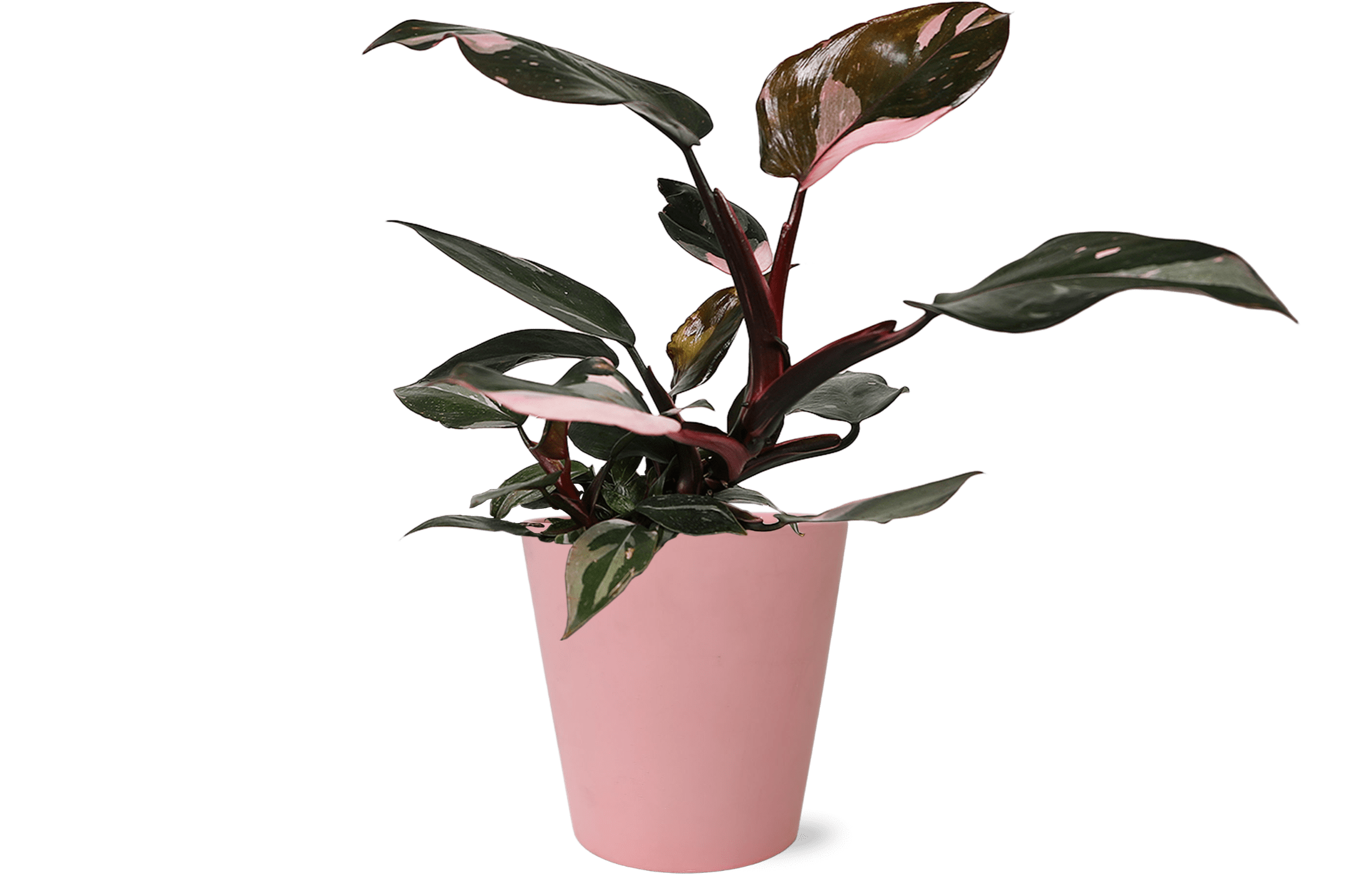 Wild Interiors 5IN Pink Princess Philodendron - Walmart.com