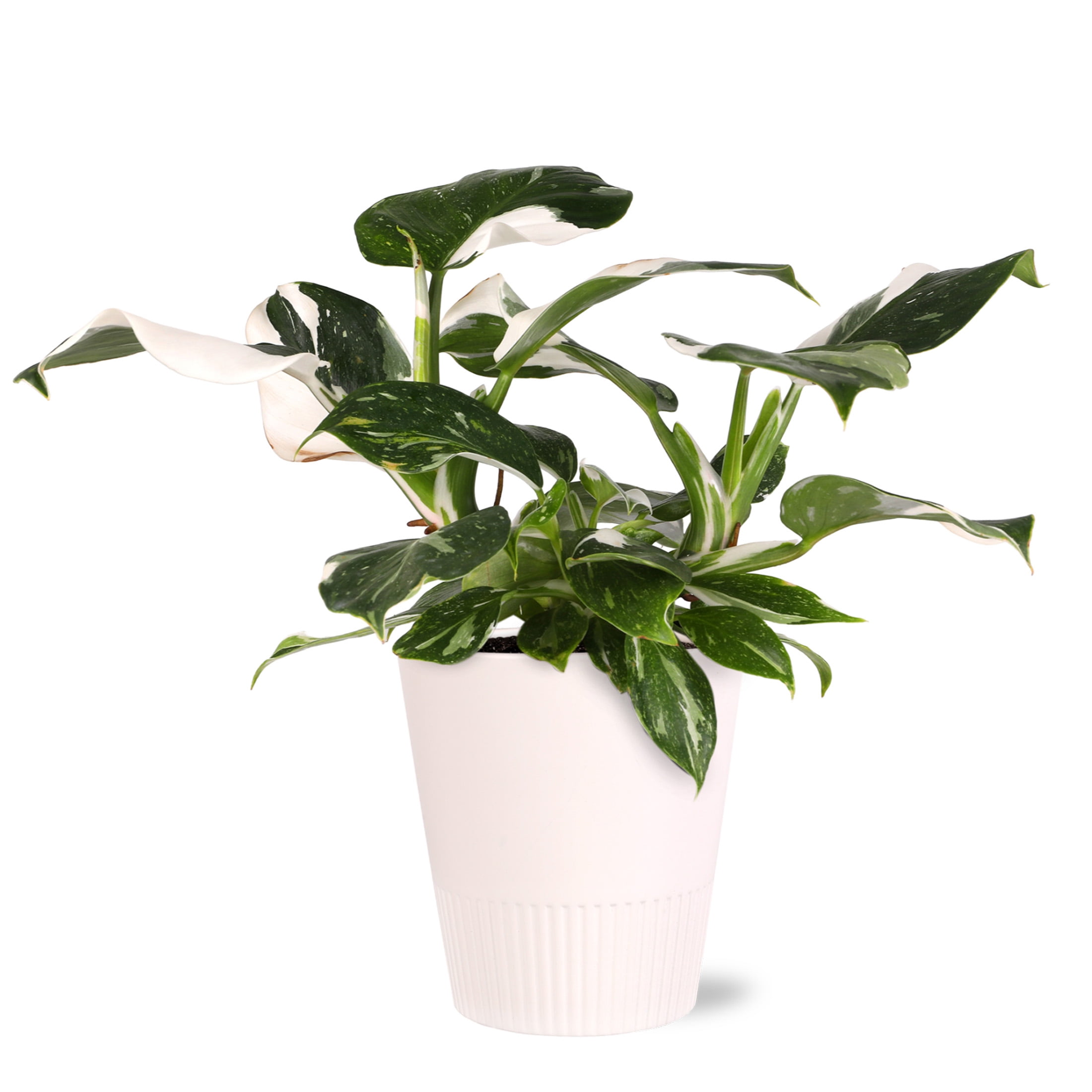 Wild Interiors Live Indoor Plant 12" Tall Fancy Philodendron Assorted ...