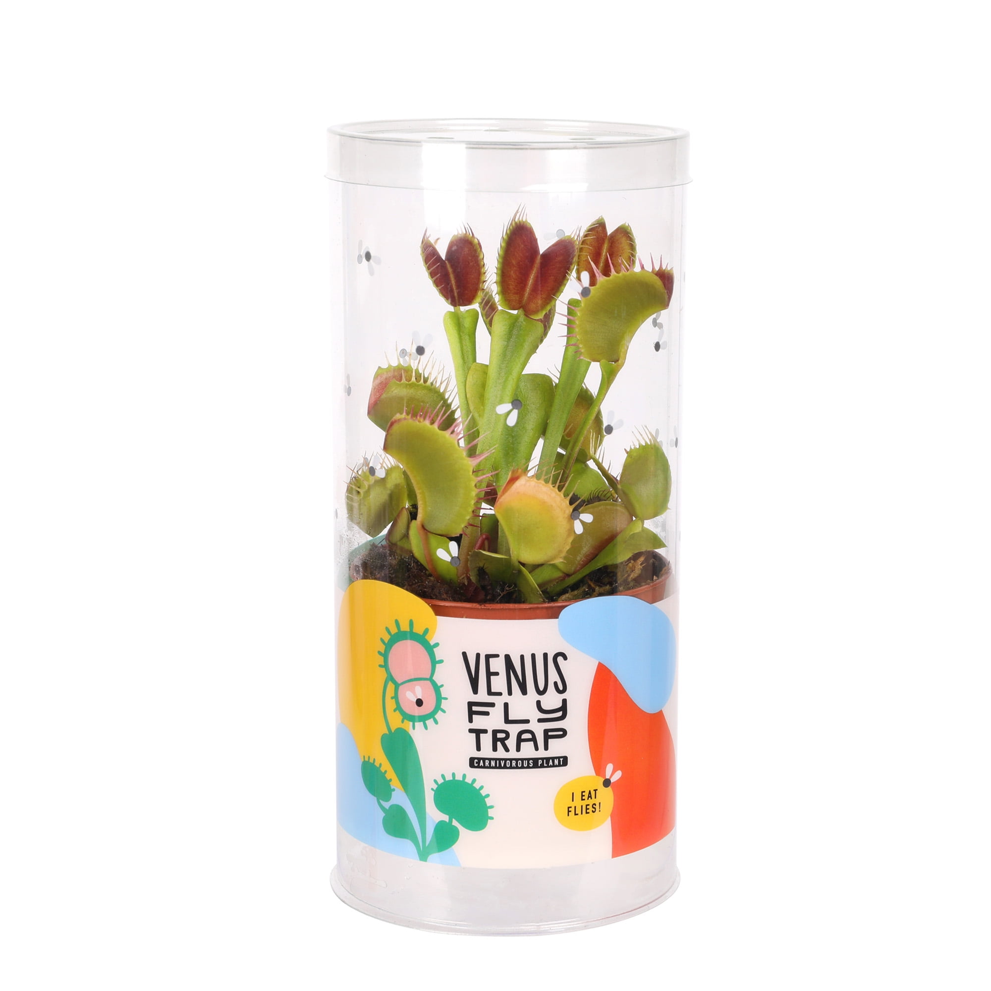 "Wild Interiors Live Venus Fly Trap in 3"" Grower Pot in Decorative ...