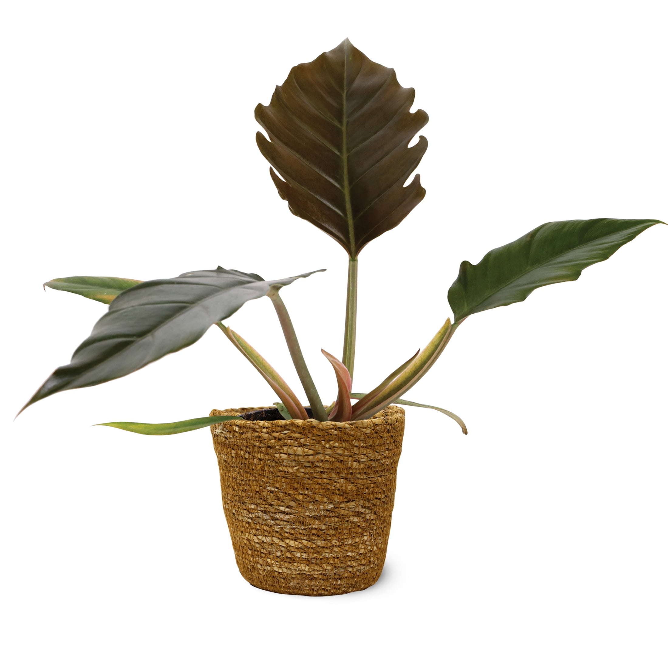 Wild Interiors Philodendron Pluto in Coastal Seagrass Basket – 5in - Walmart.com