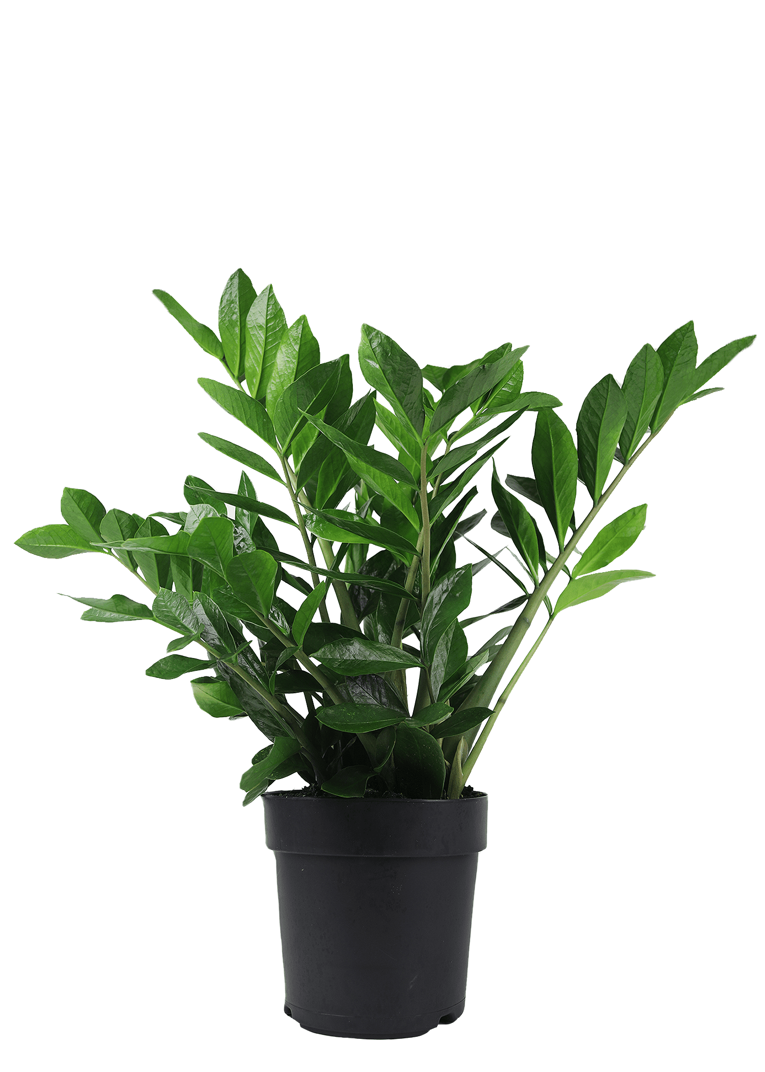 Wild Interiors ZZ Plant Live Plants in 8" Grower Pot, House Plant ...
