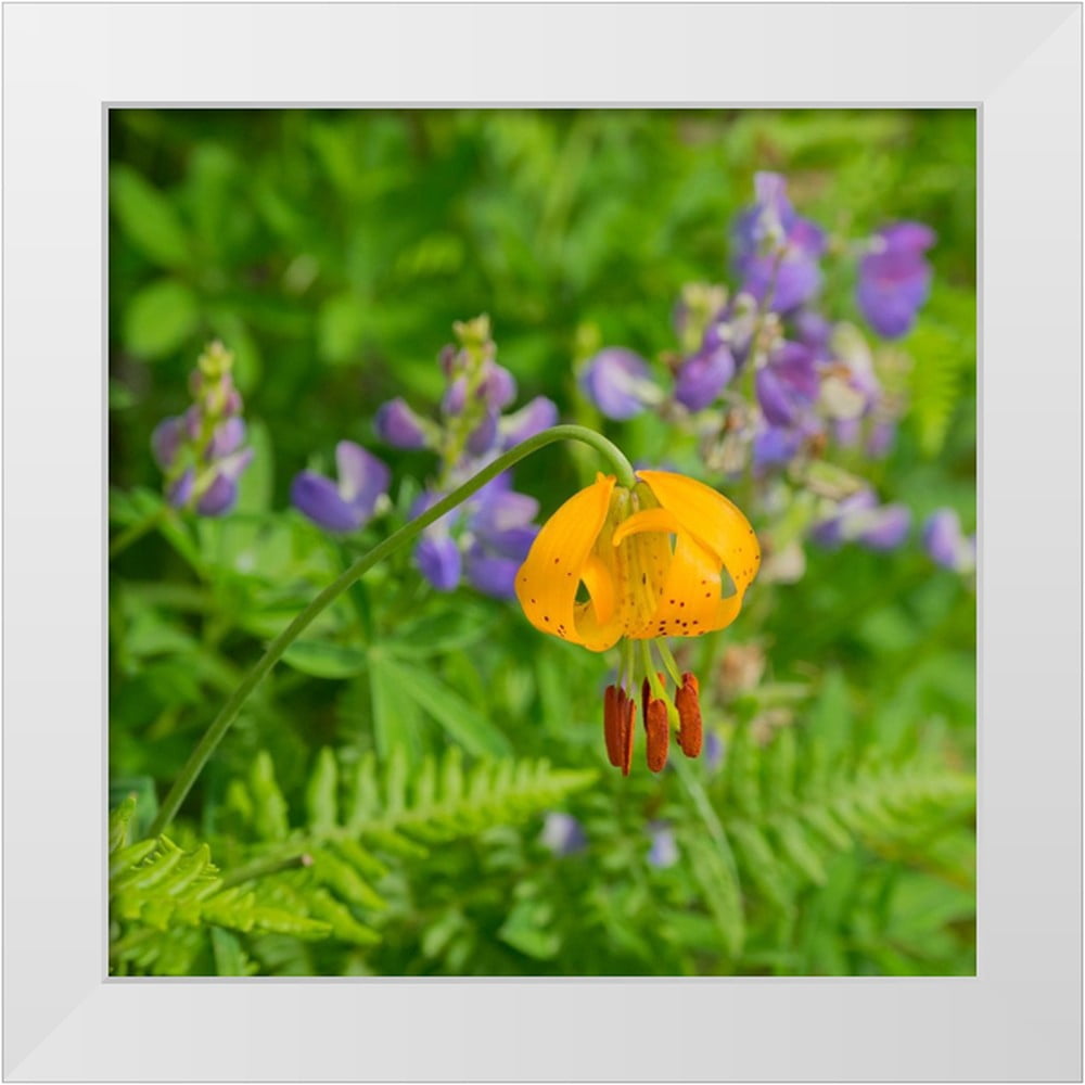 Wild, Jamie and Judy 15x15 White Modern Wood Framed Museum Art Print ...
