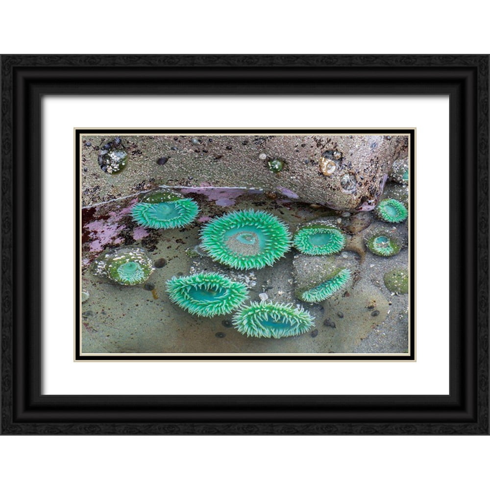 Wild, Jamie and Judy 18x13 Black Ornate Wood Framed with Double Matting ...