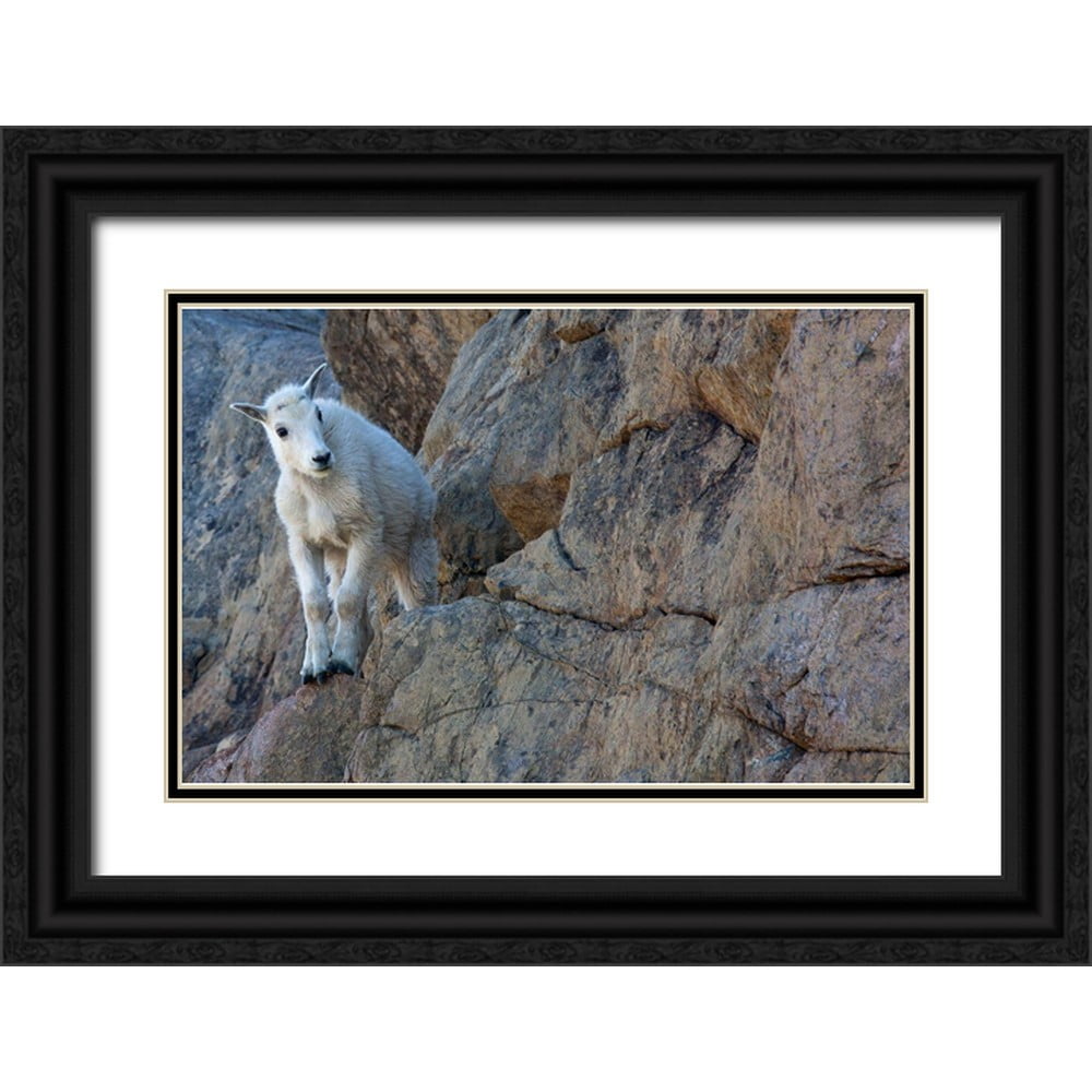 Wild, Jamie and Judy 24x17 Black Ornate Wood Framed with Double Matting ...