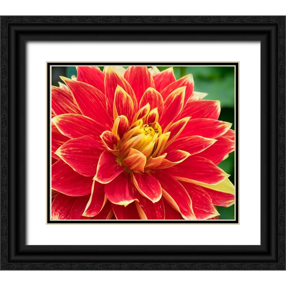 Wild, Jamie and Judy 14x12 Black Ornate Wood Framed with Double Matting ...