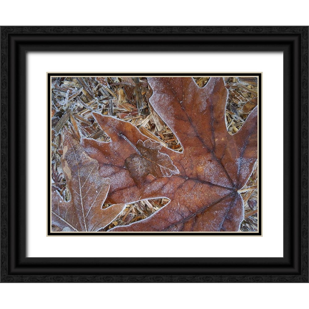 Wild, Jamie and Judy 14x12 Black Ornate Wood Framed with Double Matting ...