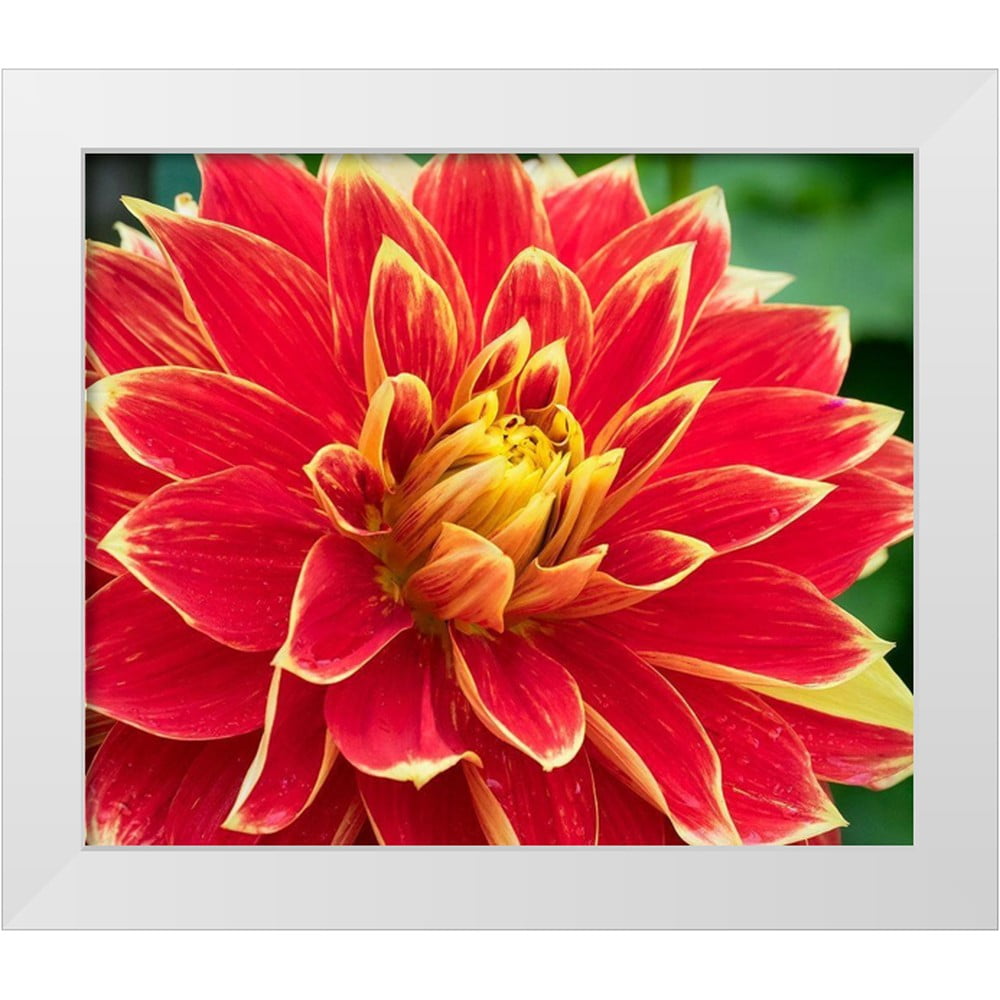 Wild, Jamie and Judy 14x12 White Modern Wood Framed Museum Art Print ...