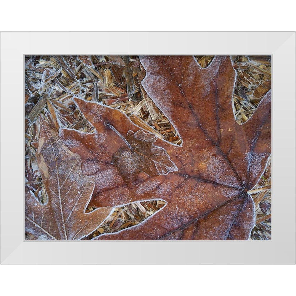 Wild, Jamie and Judy 14x12 White Modern Wood Framed Museum Art Print ...