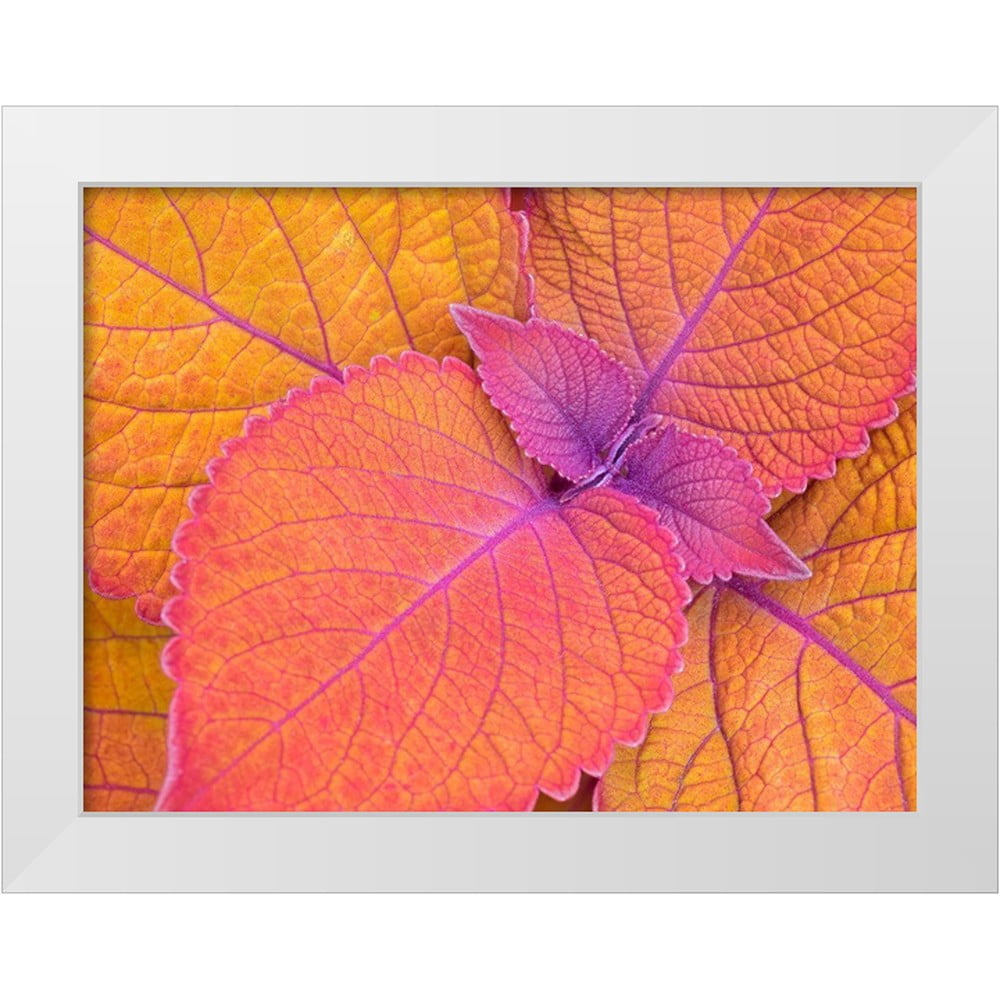 Wild, Jamie and Judy 18x15 White Modern Wood Framed Museum Art Print ...