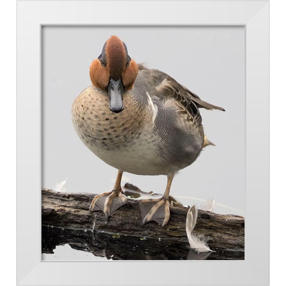 Wild, Jamie and Judy 20x22 White Modern Wood Framed Museum Art Print ...