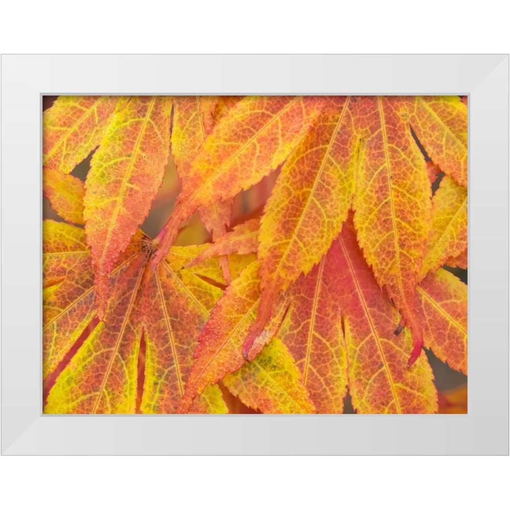 Wild, Jamie and Judy 24x19 White Modern Wood Framed Museum Art Print ...