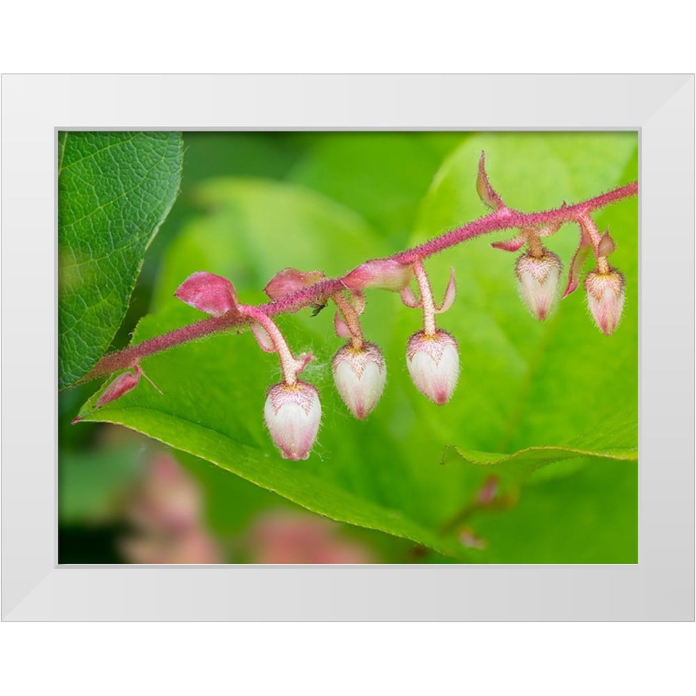 Wild, Jamie and Judy 24x19 White Modern Wood Framed Museum Art Print ...