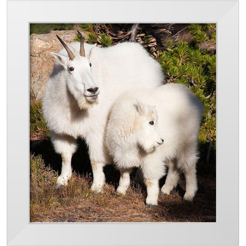 Wild, Jamie and Judy 26x28 White Modern Wood Framed Museum Art Print ...