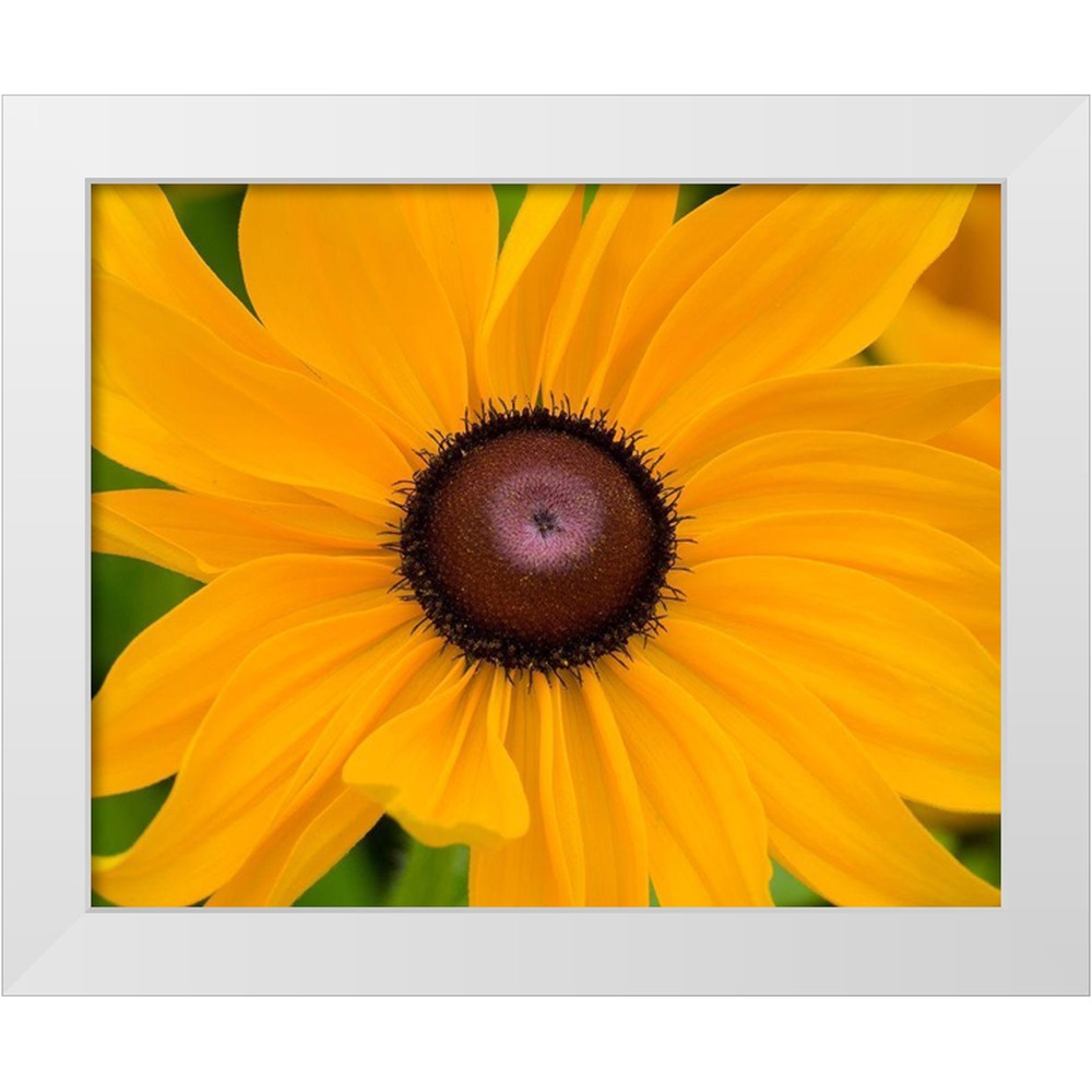 Wild, Jamie and Judy 32x26 White Modern Wood Framed Museum Art Print ...