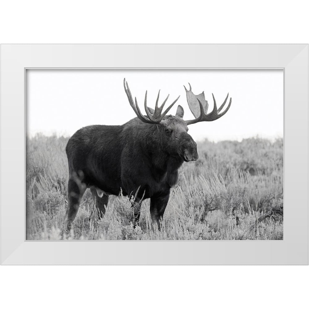 Wild, JandJ 14x11 White Modern Wood Framed Museum Art Print Titled ...