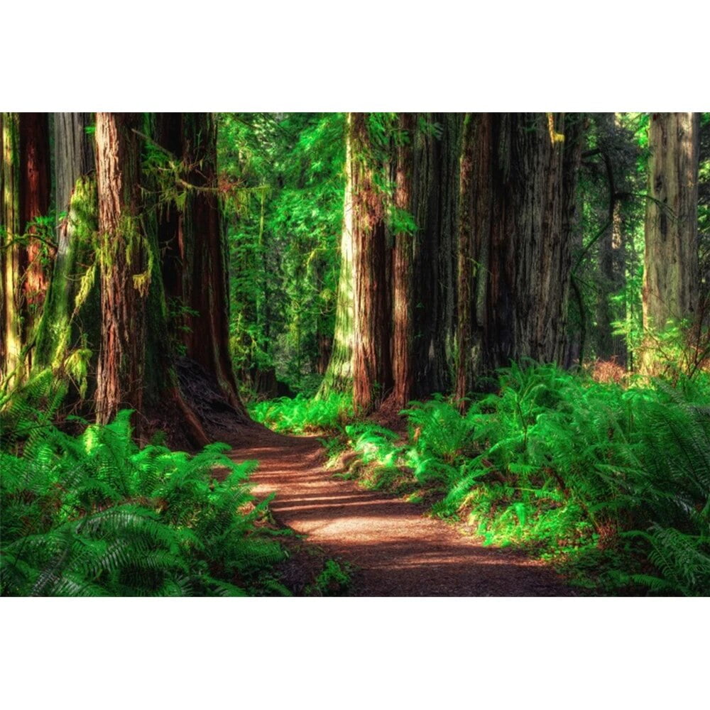 Wild Jungle Backdrop Dreamy Tree Spring Tropical Rainforest Outdoor ...